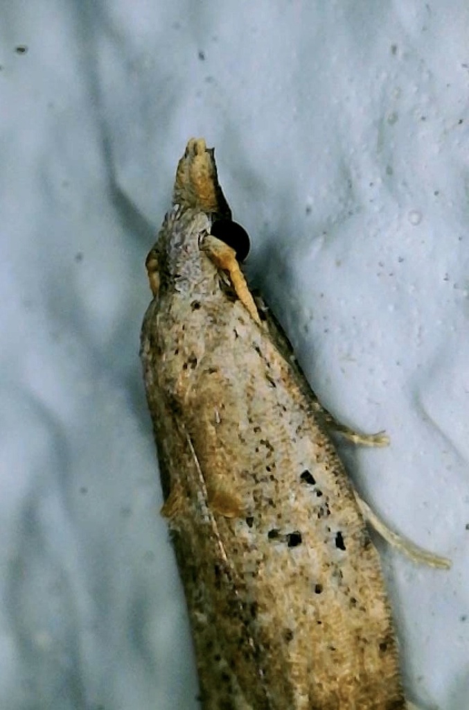 Raspberry Bud Moth from Te Ika-a-Māui/North Island, New Plymouth ...