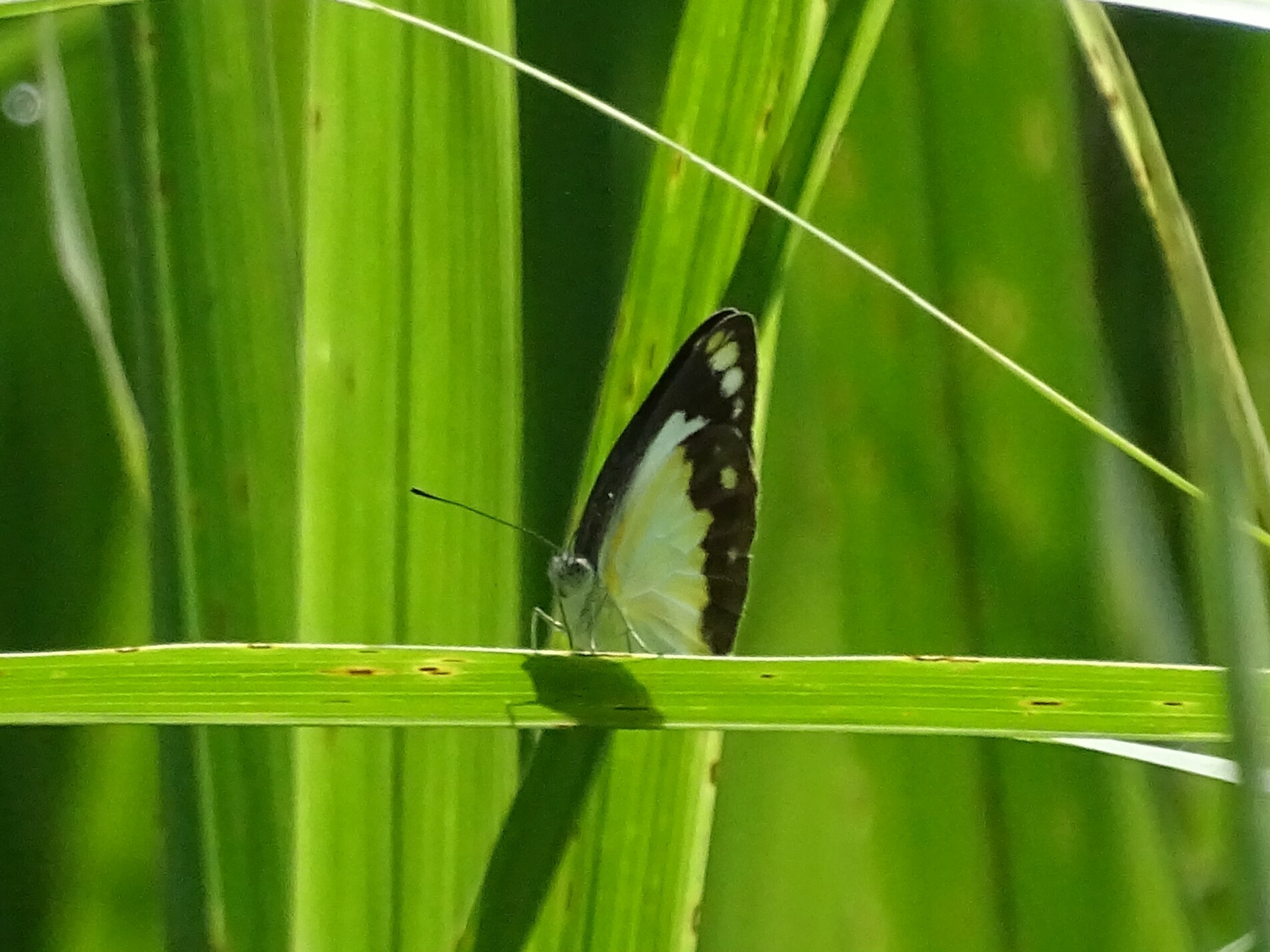 Cepora perimale (Donovan, 1805)
