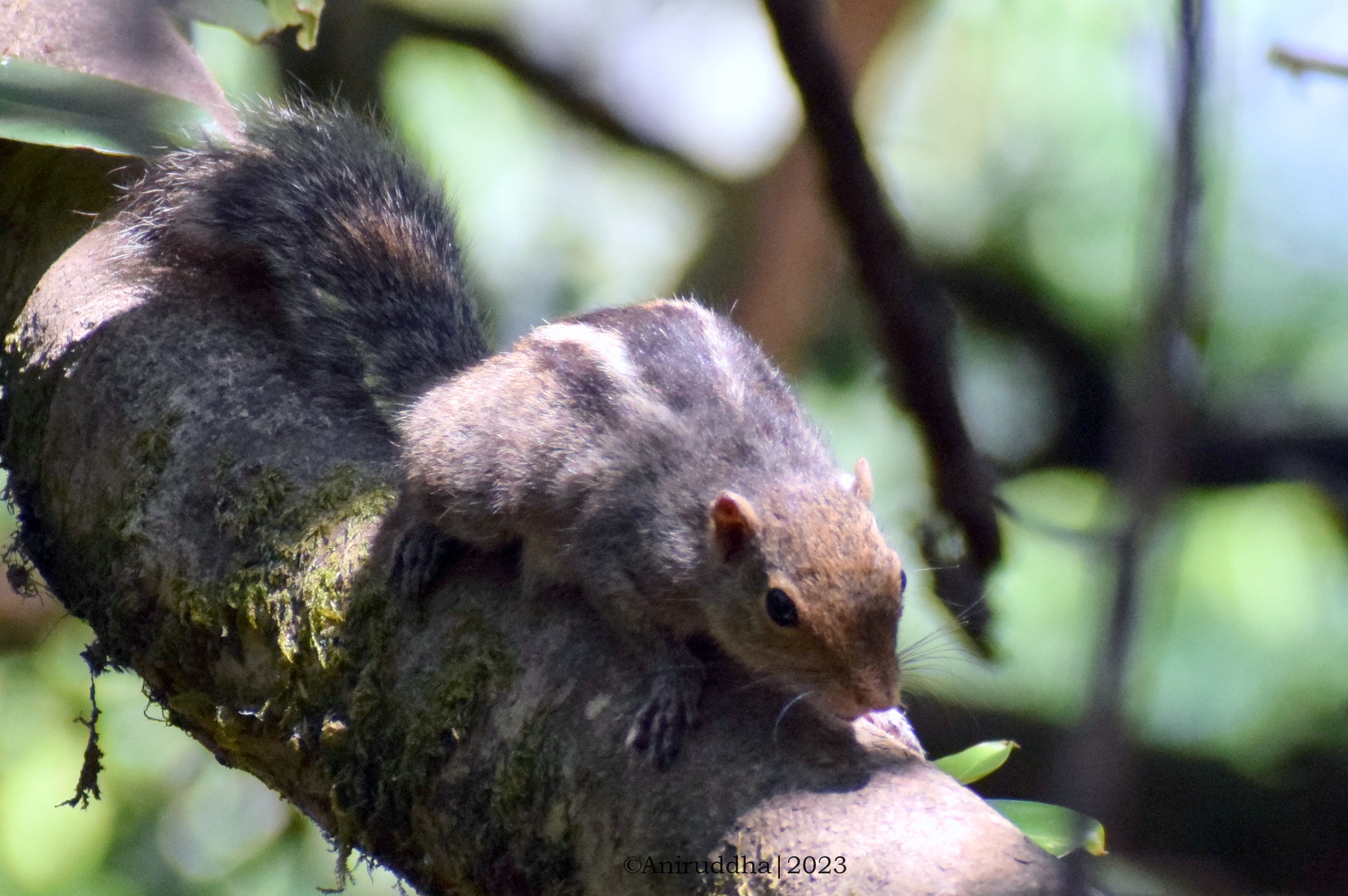 Funambulus tristriatus (Waterhouse, 1837)