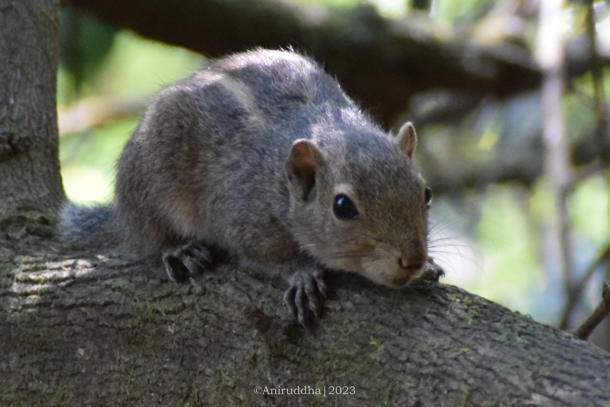 Funambulus tristriatus (Waterhouse, 1837)