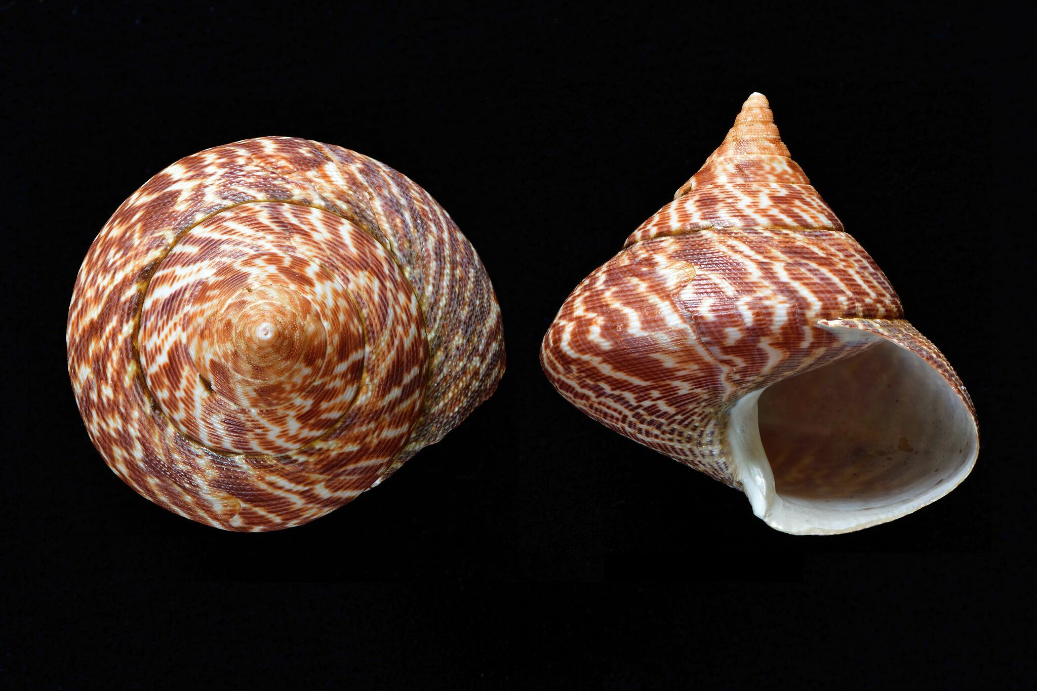 Maurea tigris (Gmelin, 1791)