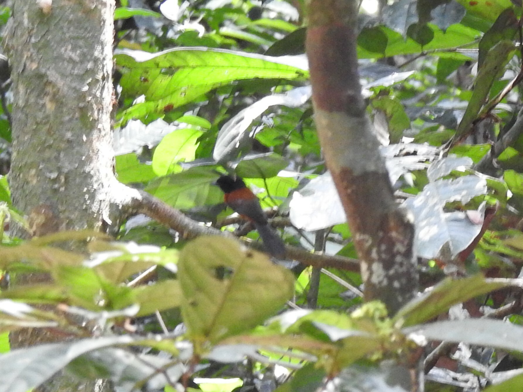 Terpsiphone rufiventer (Swainson, 1837)