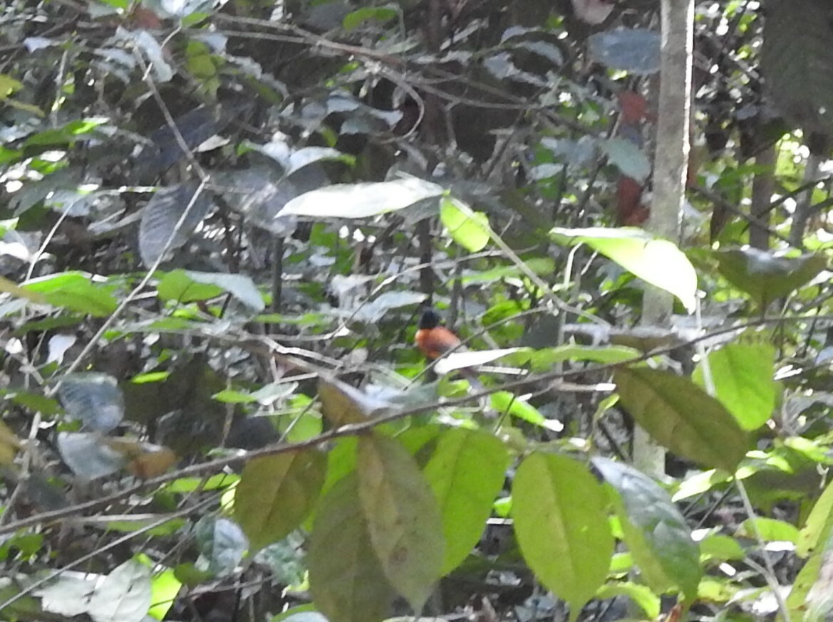 Terpsiphone rufiventer (Swainson, 1837)