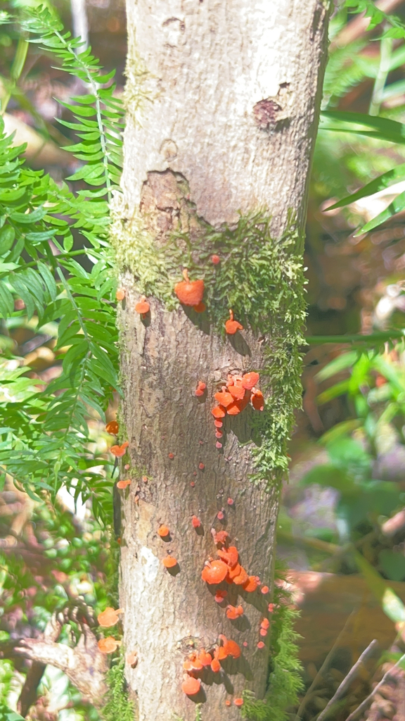 orange pore fungus from Far North, NZ-NO, NZ on March 08, 2023 at 02:01 ...