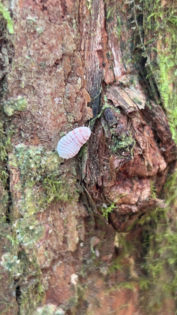 Giant Scale Insects from Far North, NZ-NO, NZ on March 08, 2023 at 02: ...
