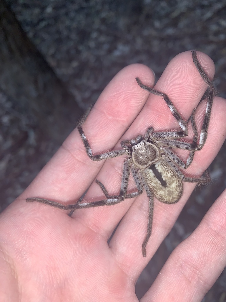 Grey Huntsman Spider from Gold Coast Regional Botanic Gardens - Rosser ...