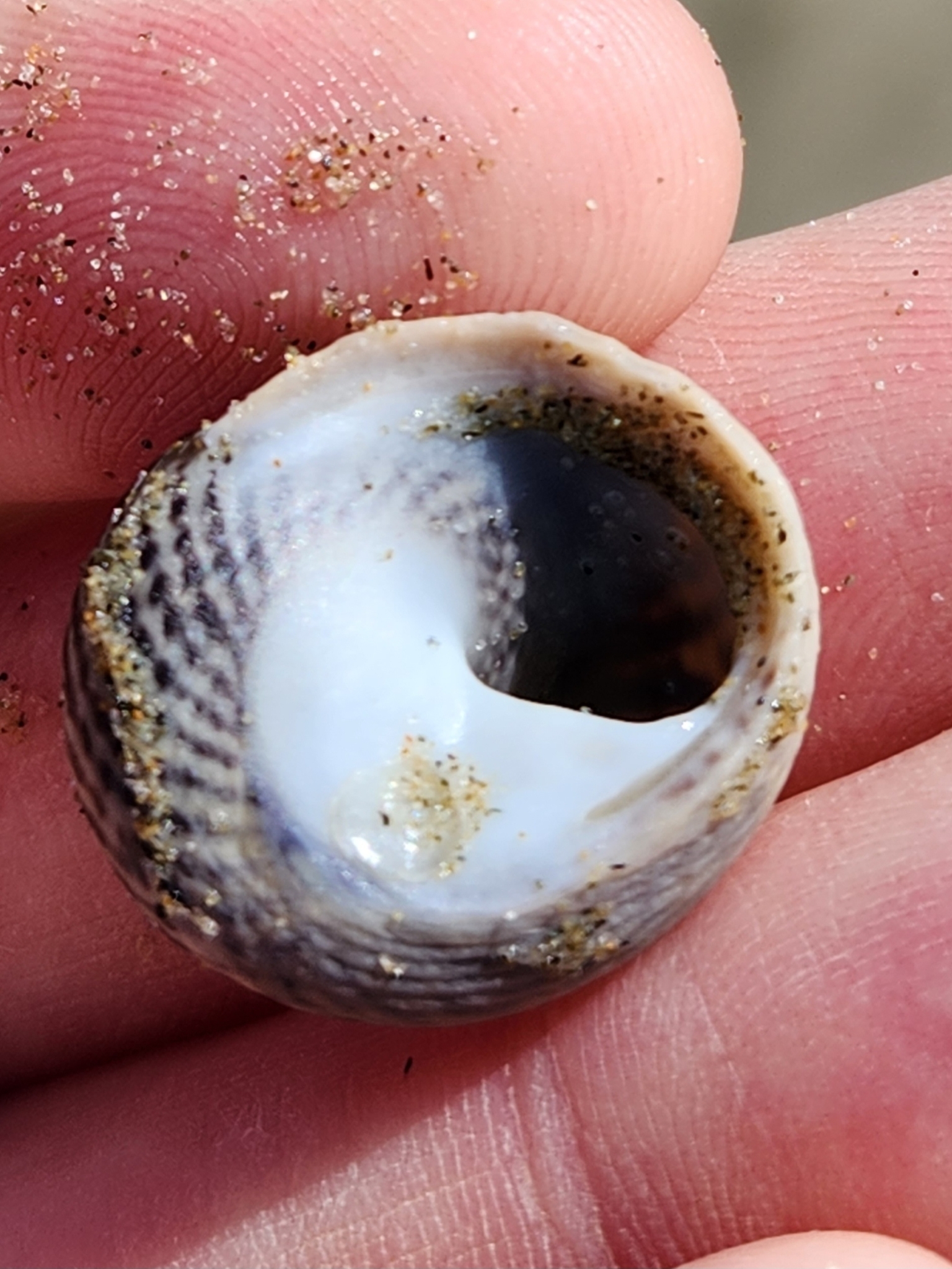 Diloma subrostratum (Gray, 1835)