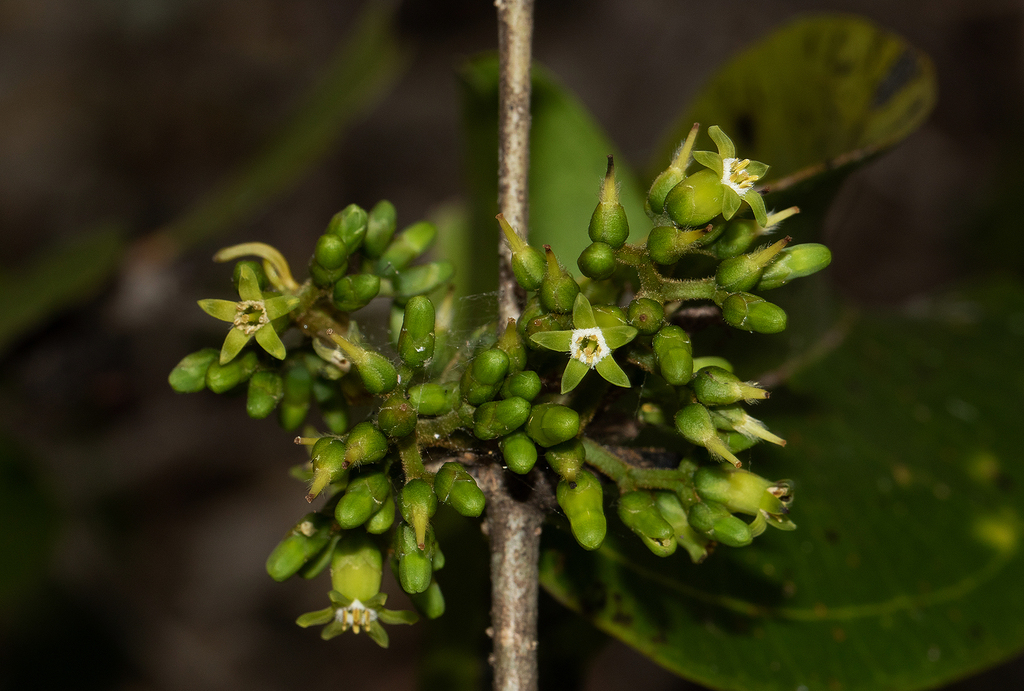 (Strychnos lucens) - Botanical Realm