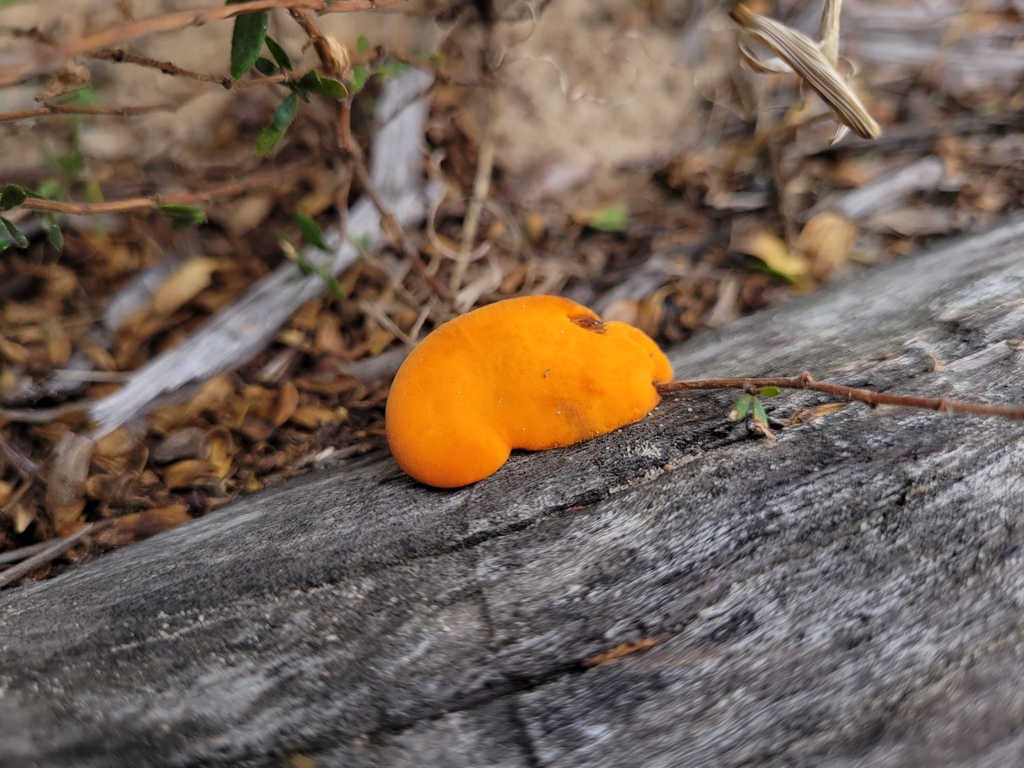 Orange Polypore from Bracken Nature Reserve on March 8, 2023 at 11:43 ...