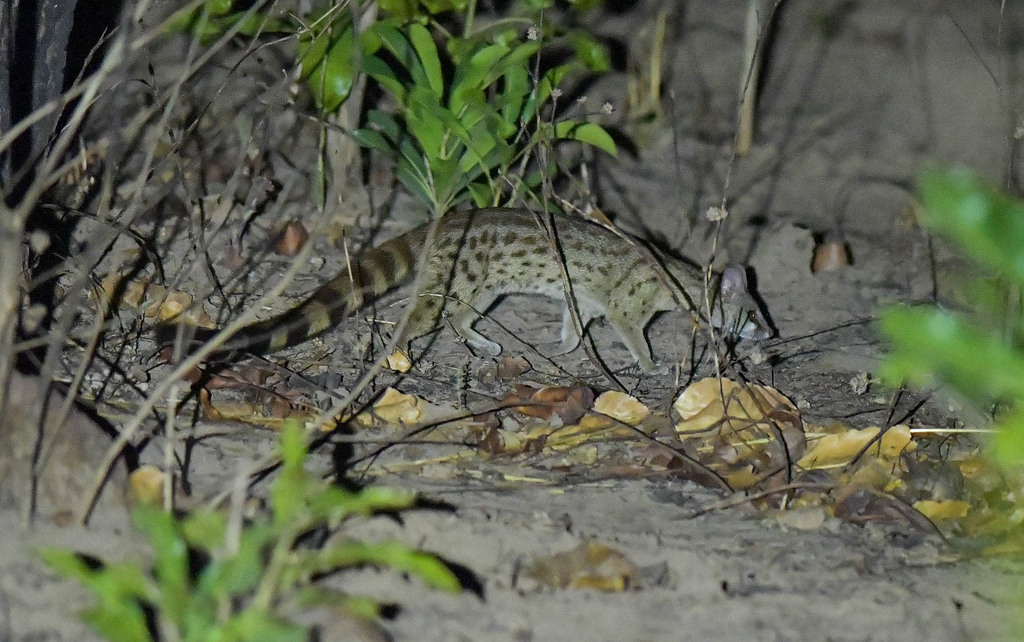West African Large-spotted Genet from West Gonja, Ghana on March 7 ...
