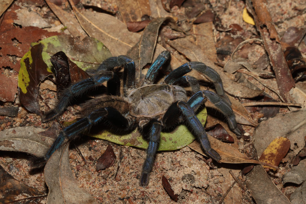Cobalt Blue Tarantula from Huai Yang, Thap Sakae District, Prachuap ...