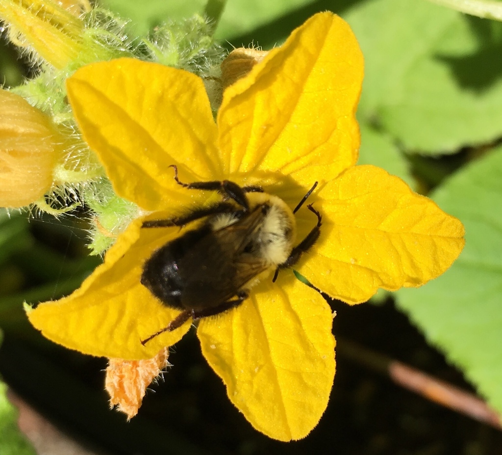 Common Eastern Bumble Bee from 1421 Dellwood Dr, Raleigh, NC, US on ...