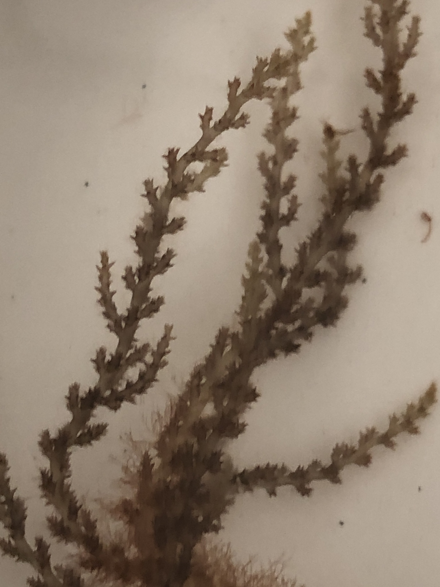 Acanthophora spicifera (M.Vahl) Børgesen