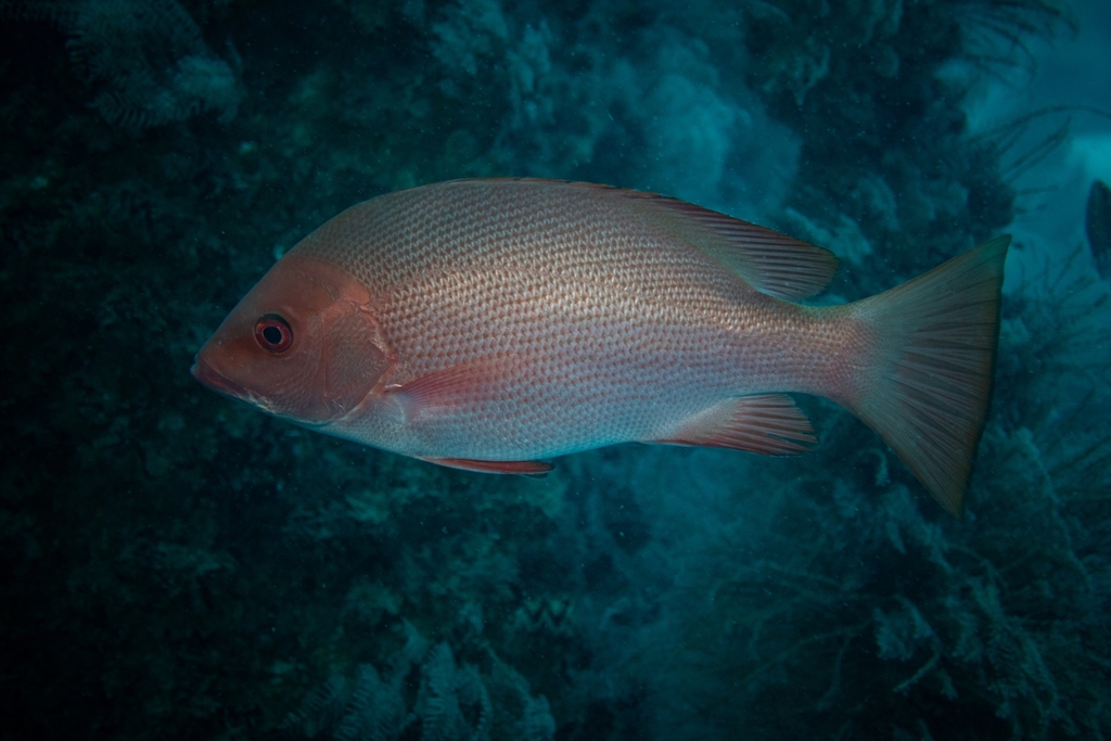 Crimson Snapper on September 24, 2021 at 01:50 PM by brendonh · iNaturalist