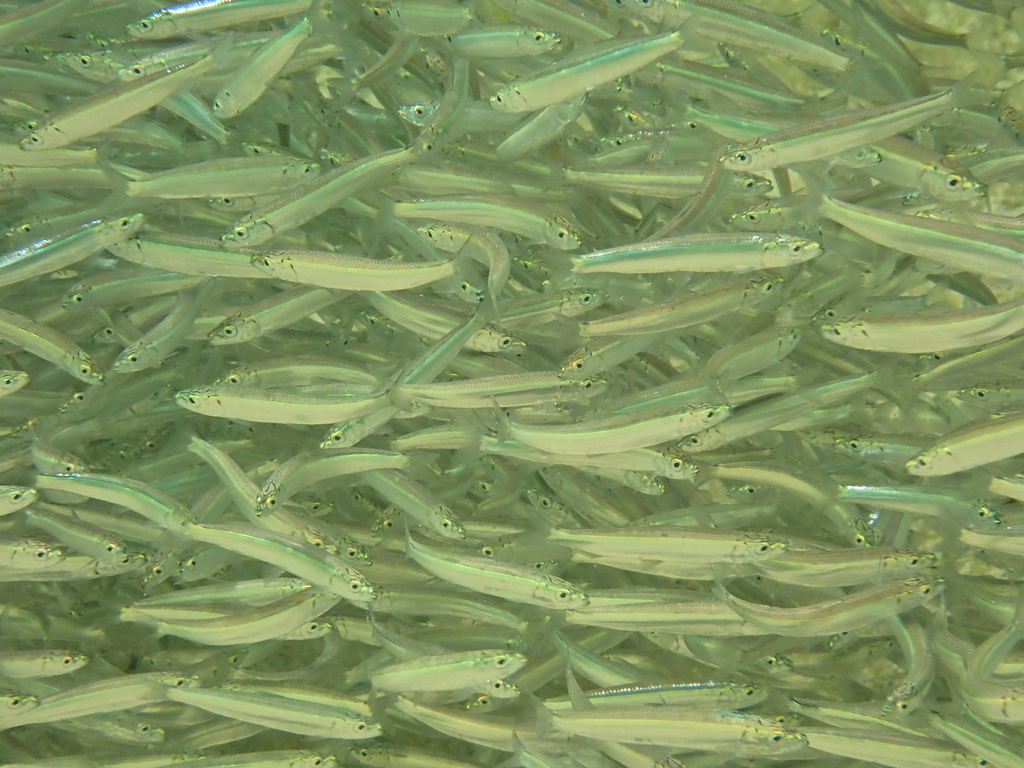 Blue Sprat from Edithburgh SA 5583, Australia on February 28, 2023 at ...