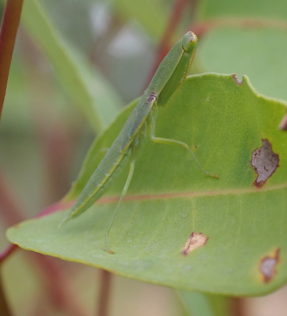 Australian Garden Mantis from Yanchep WA 6035, Australia on March 02 ...