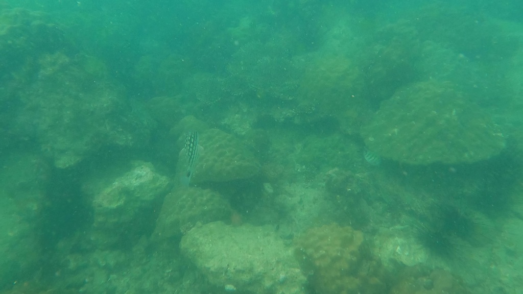 Checkered Snapper from Maehaad Beach, Koh Phangan, Thailand on March 8 ...