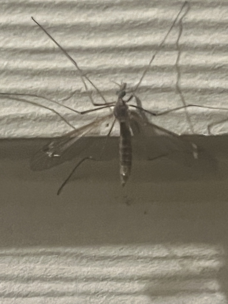 Common Crane Flies from Addison Way, Temple, TX, US on March 8, 2023 at ...