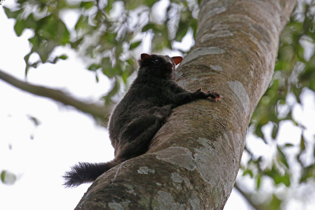 Derby's Anomalure from Path to Yala river, below Rondo Retreat ...