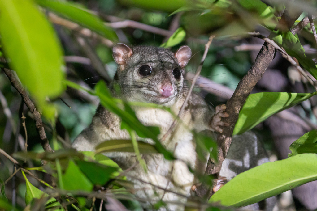 Scaly-tailed Possums (Wyulda) - Know Your Mammals