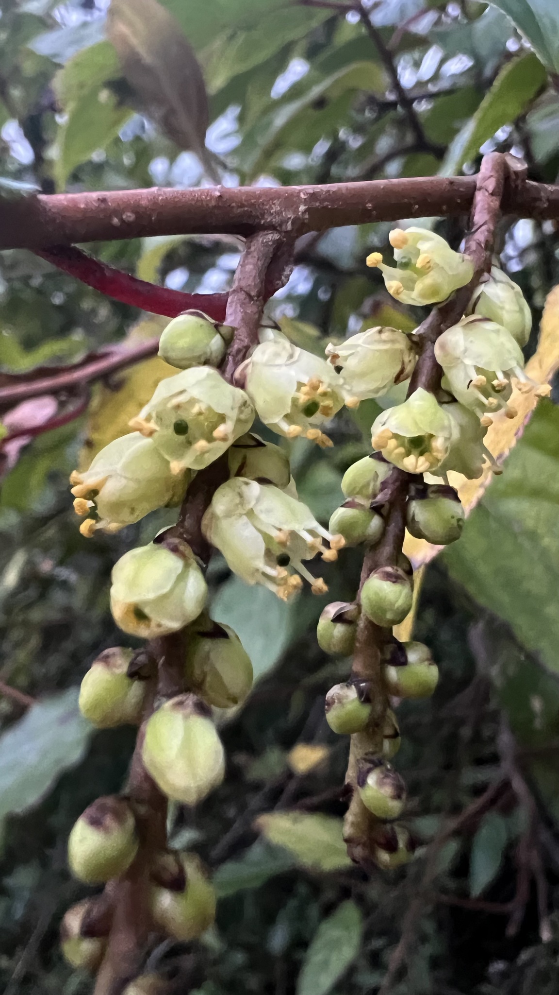Stachyurus Siebold & Zucc.