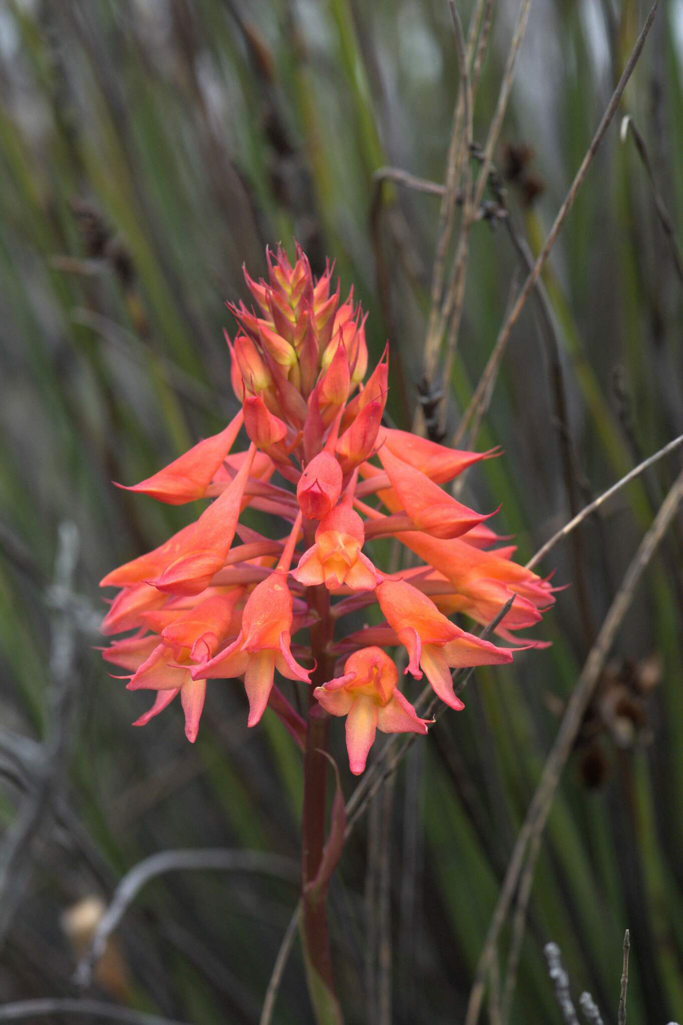 Disa ferruginea Sw.