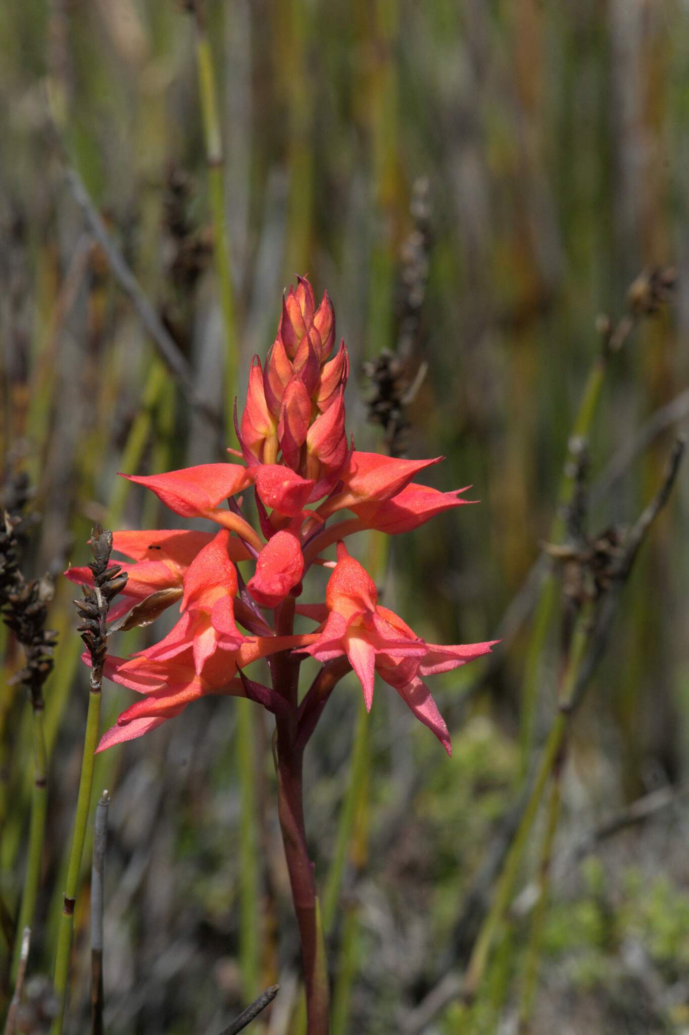 Disa ferruginea Sw.