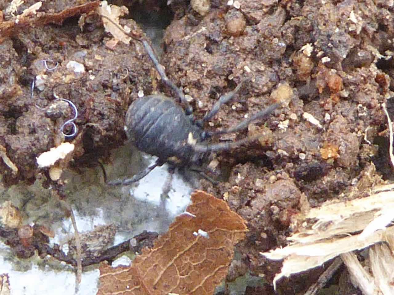 Nemastomatidae