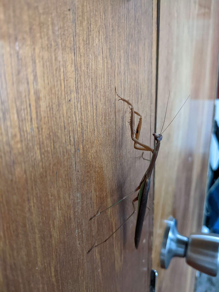Chinese Mantis from Hoskins Rural LLG, Papua New Guinea on March 8 ...
