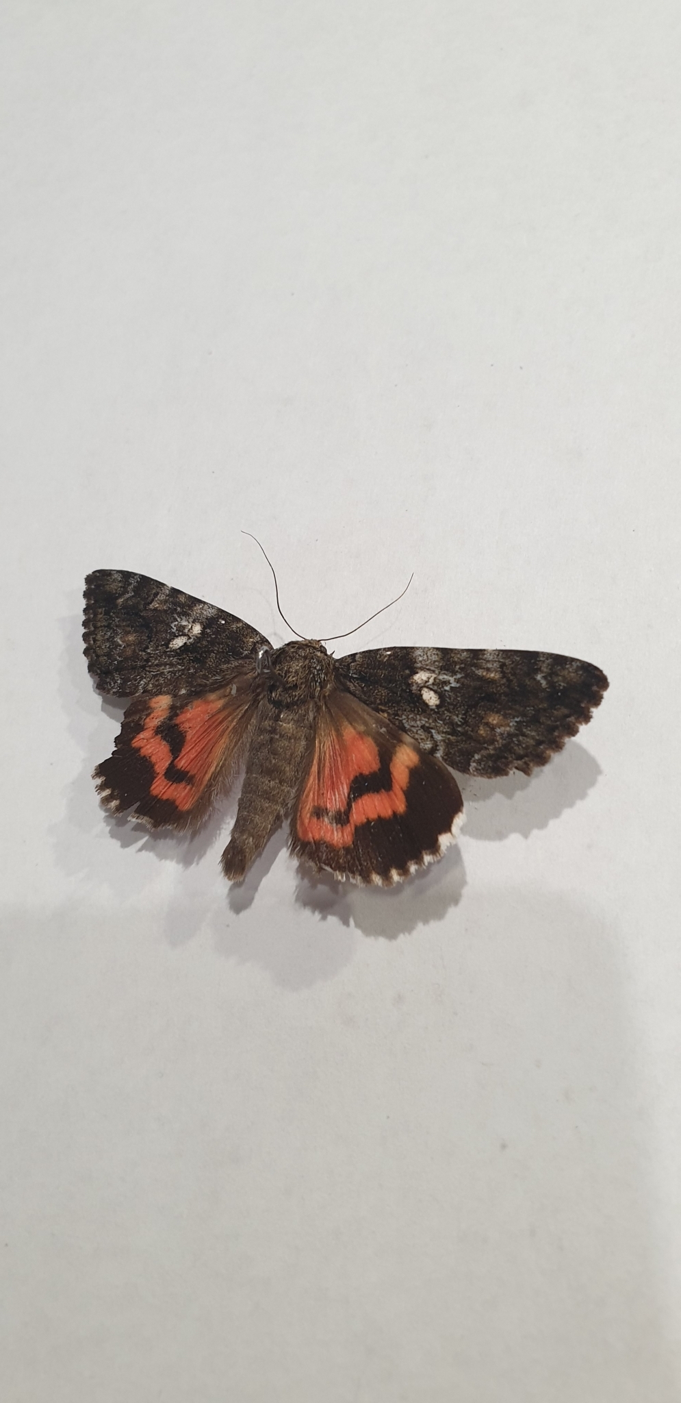 Catocala sponsa Linnaeus, 1767