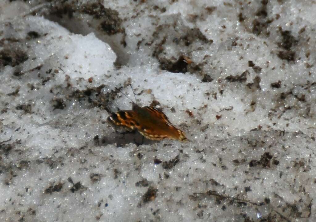 Nymphalis l-album j-album from Thessalon River bridge, Petauguin Lake ...