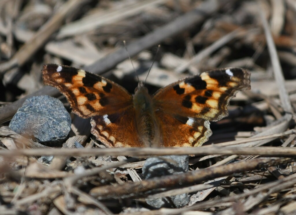 Nymphalis l-album j-album from Petauguin Lake Road, RR Bruce Mines ...