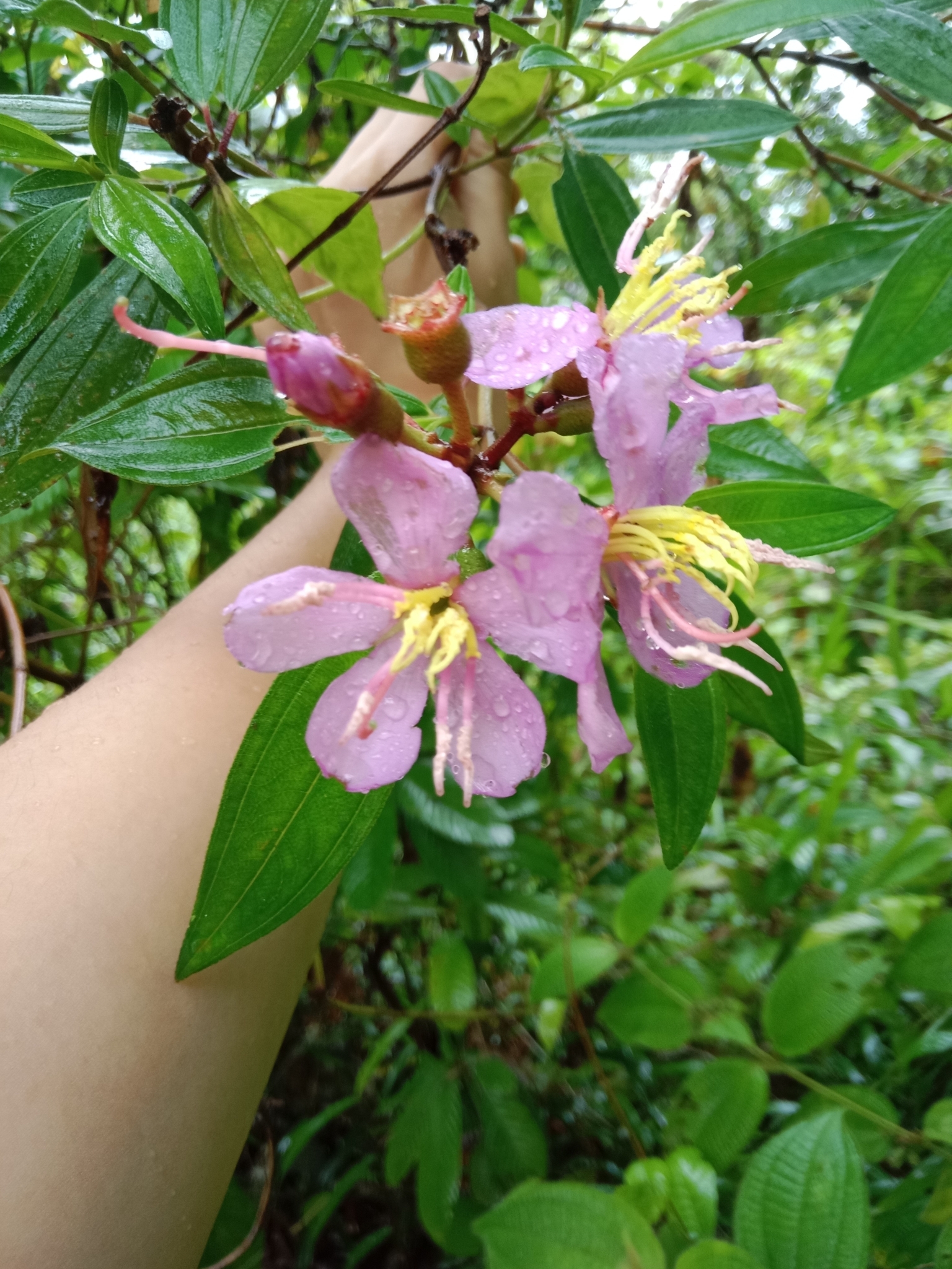 Melastoma malabathricum L.