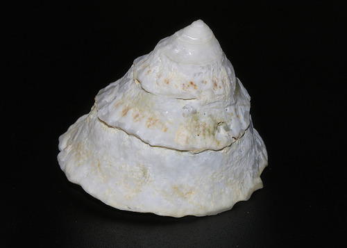 Astralium tentorium · iNaturalist Mexico