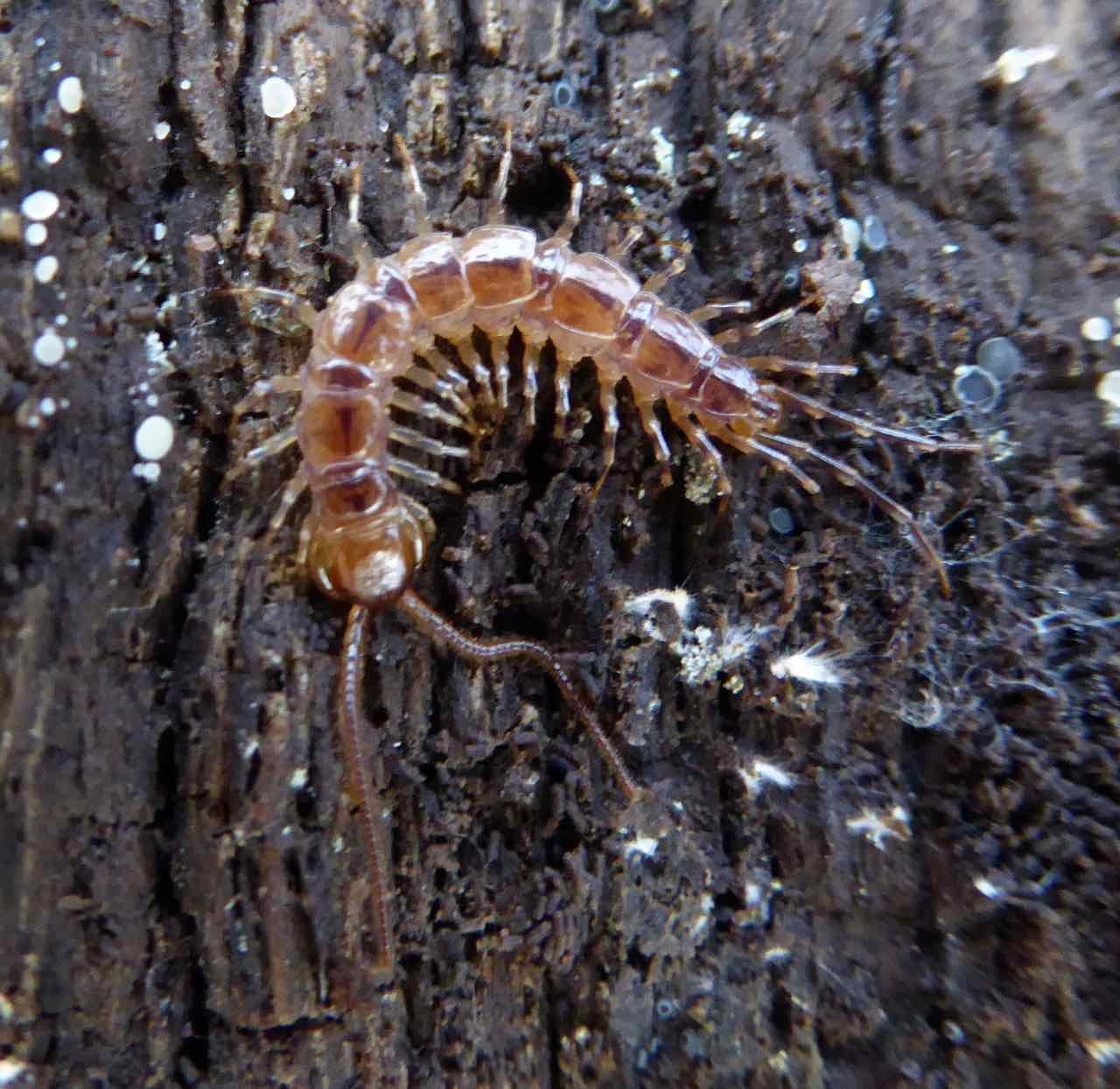 Lithobius variegatus Leach, 1814