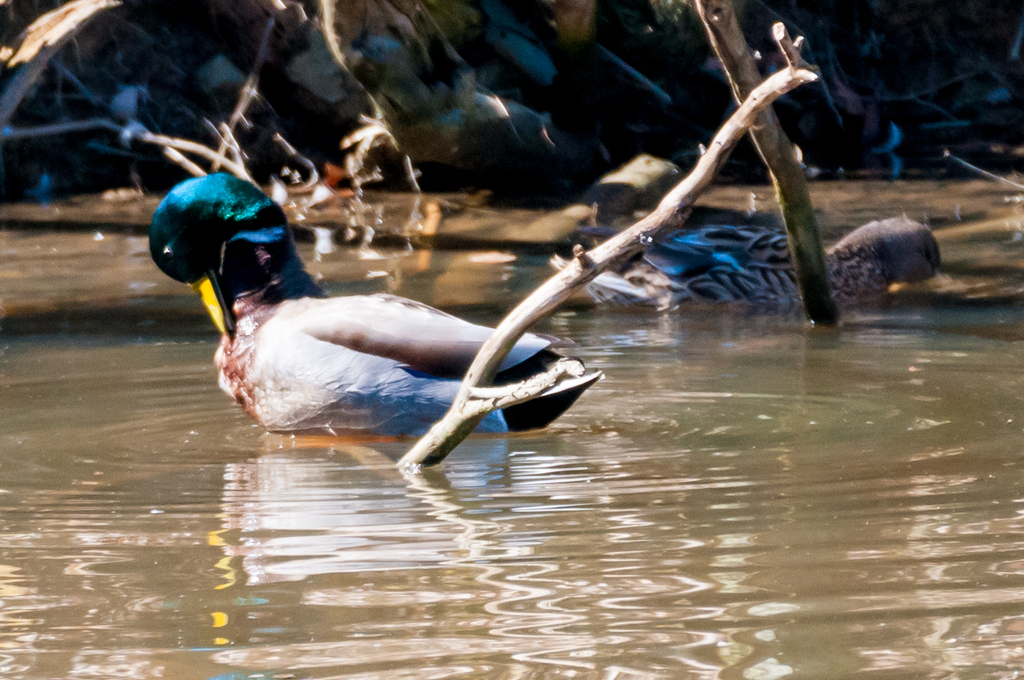 Mallard from Blendon Woods Metro Park, Columbus, OH, USA on March 07 ...