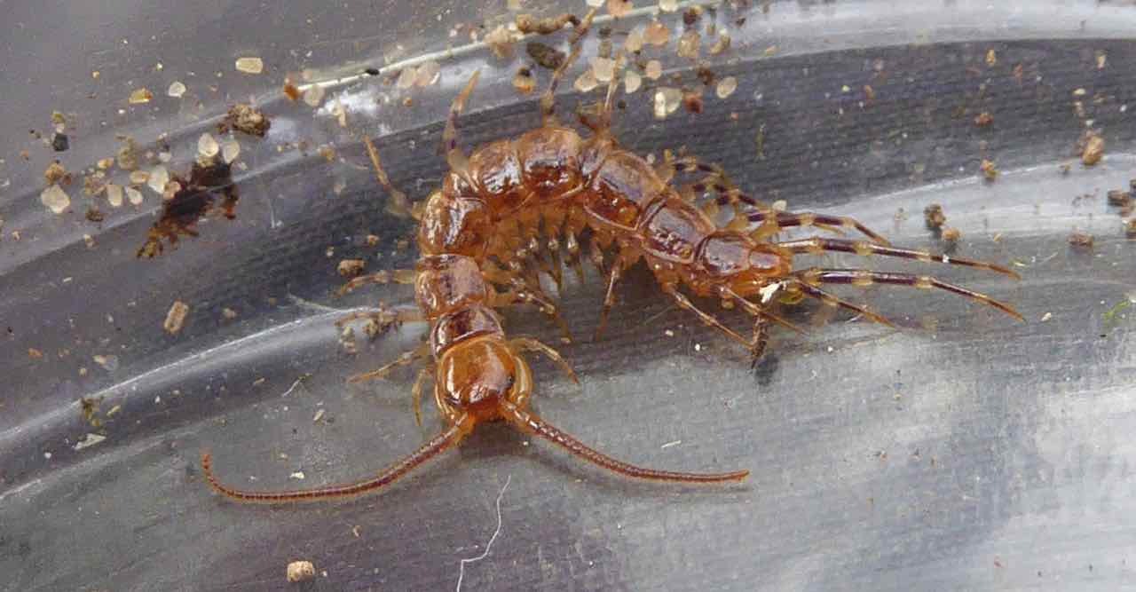 Lithobius variegatus Leach, 1814