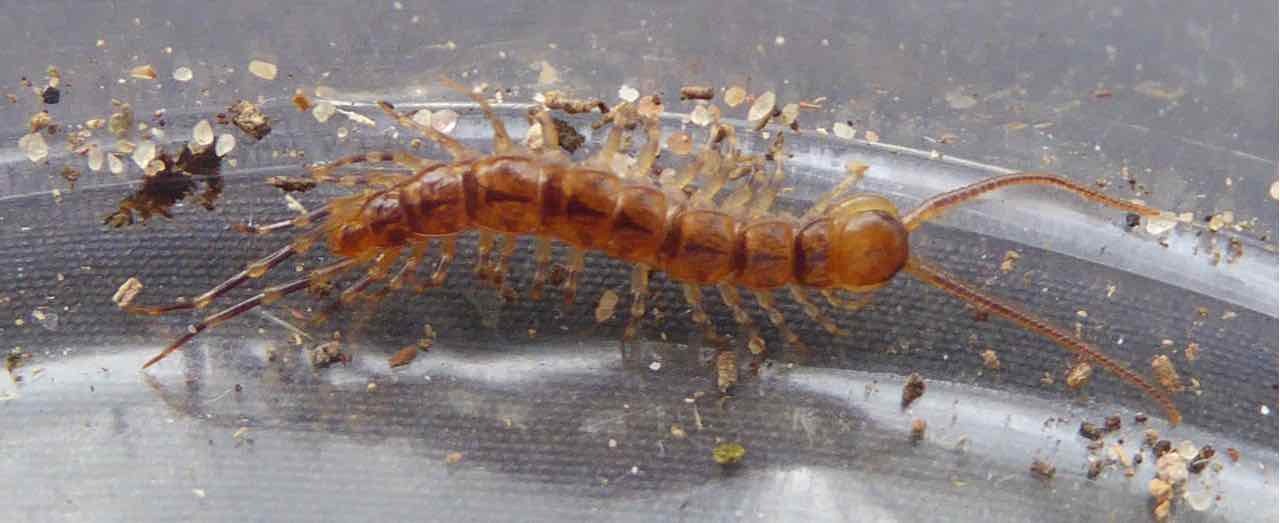 Lithobius variegatus Leach, 1814