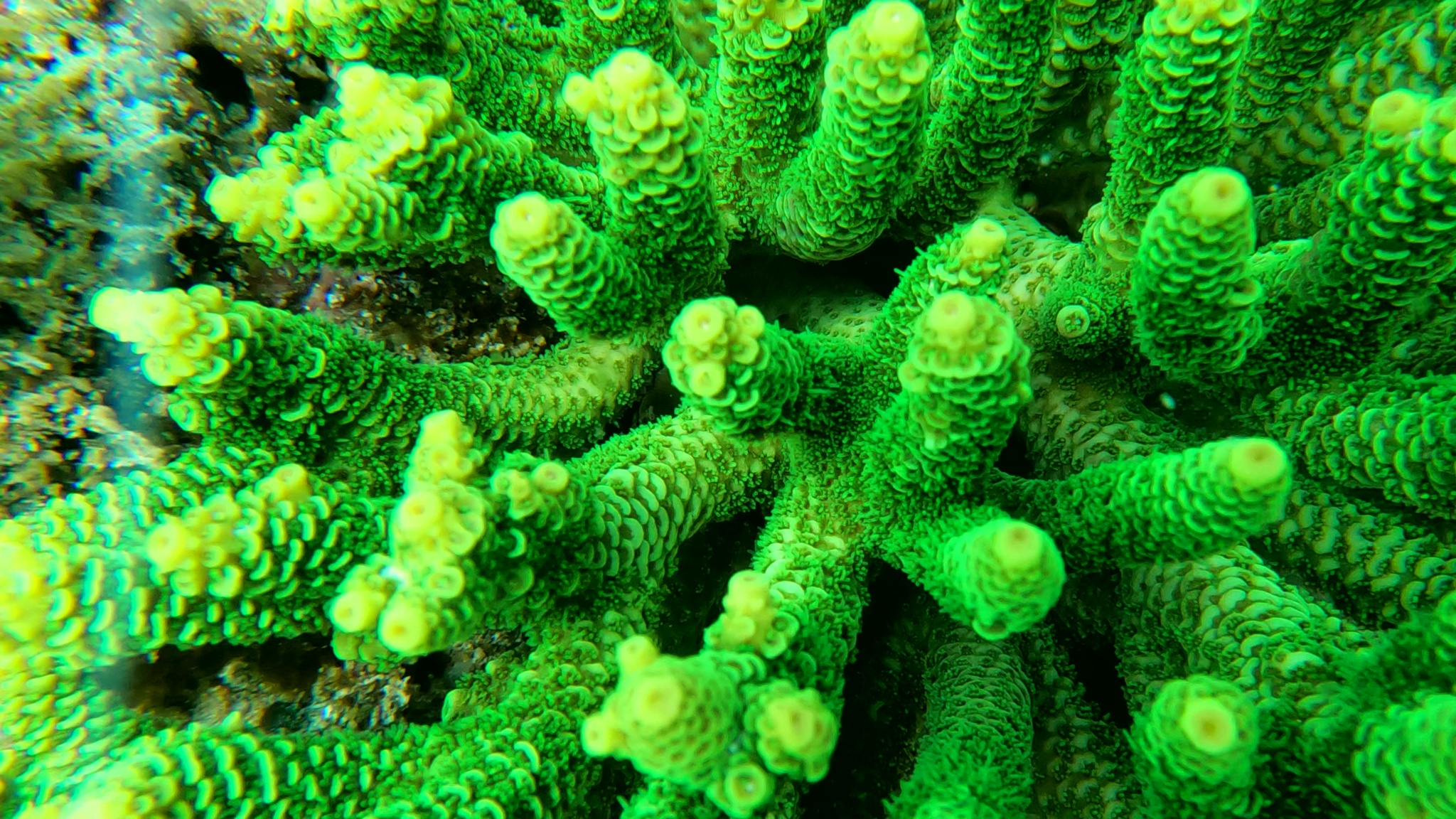 Acropora millepora (Ehrenberg, 1834)