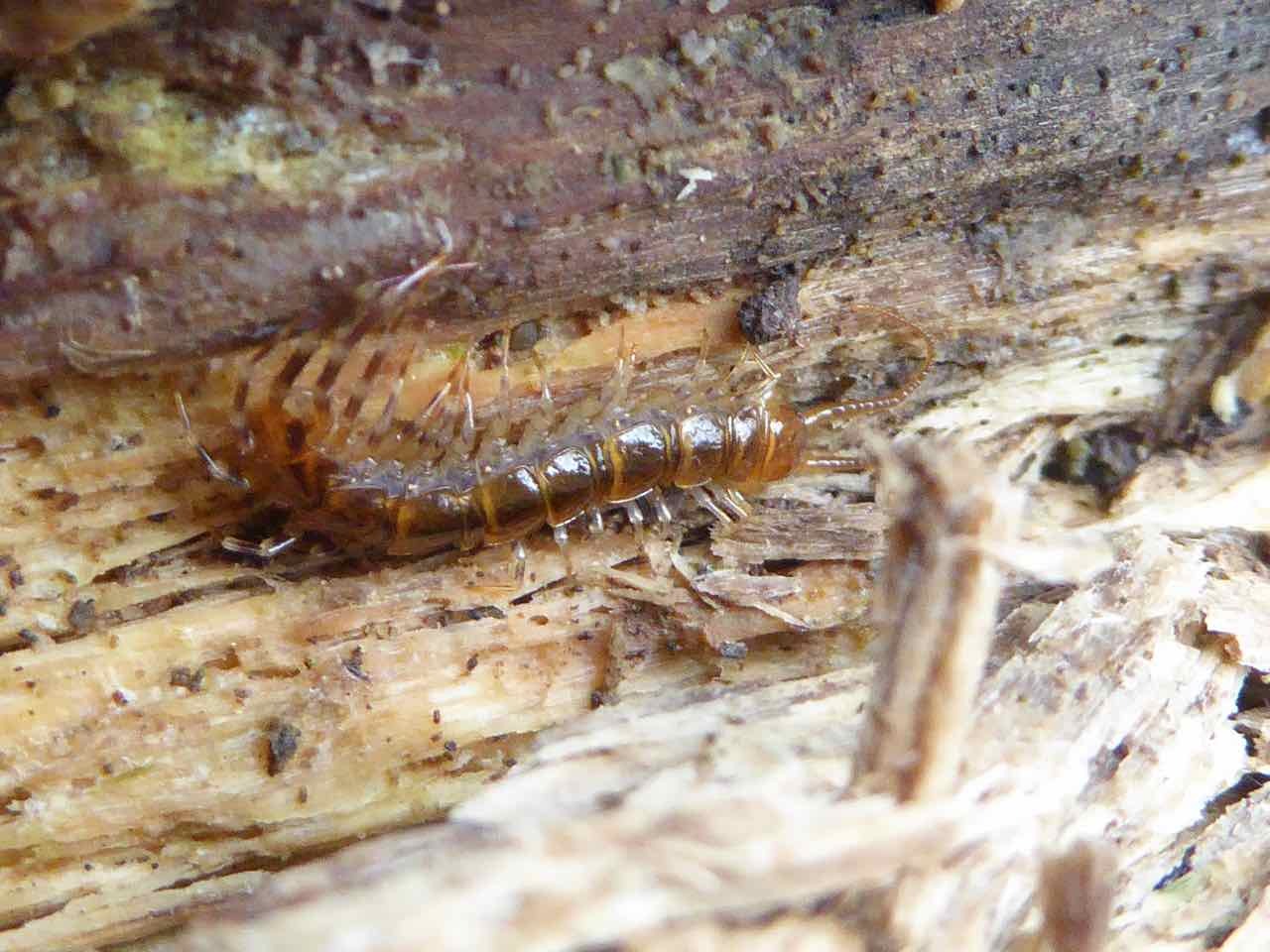 Lithobius variegatus Leach, 1814
