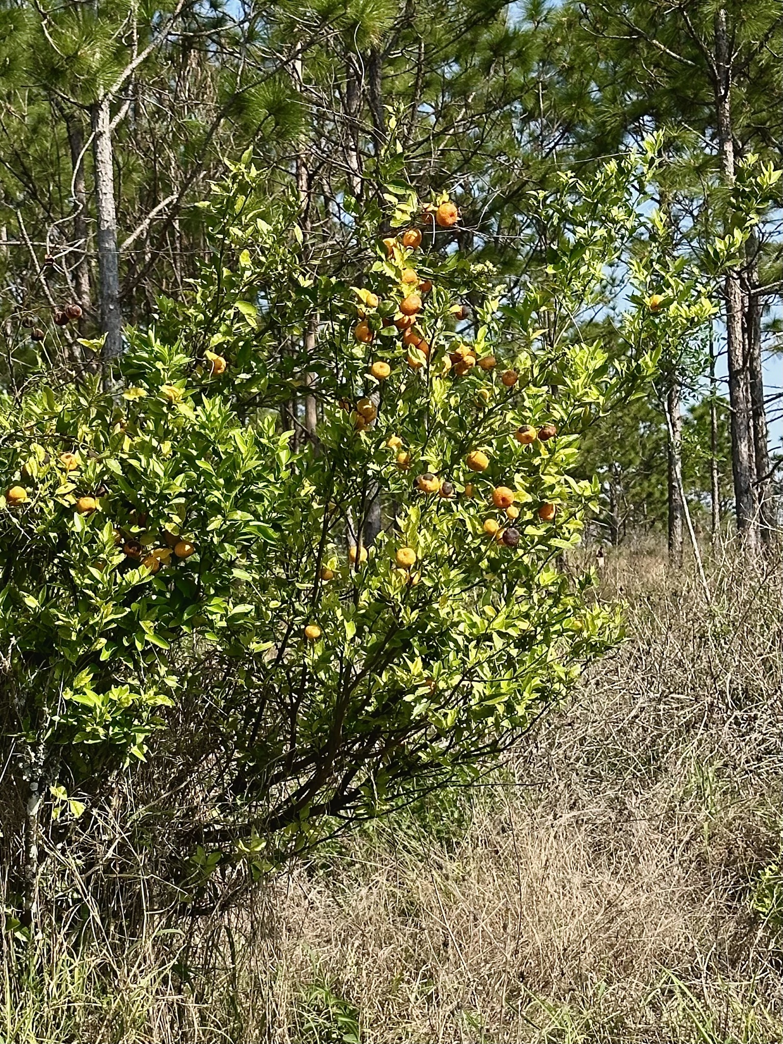 Citrus reticulata Blanco
