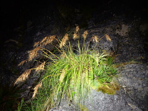 Fiordland Snow Tussock (Chionochloa ovata) · iNaturalist