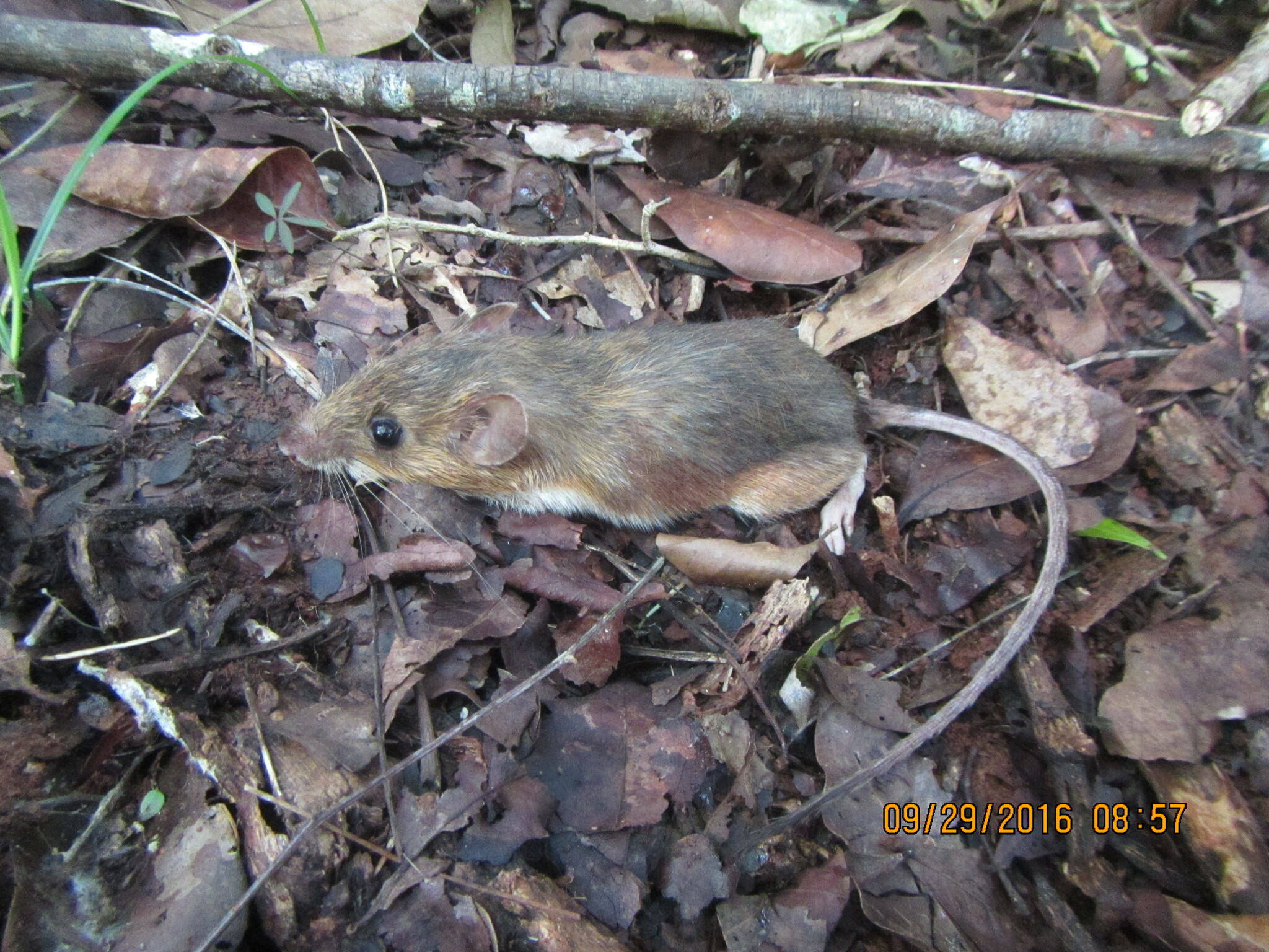 Heteromys gaumeri J.A.Allen & Chapman, 1897