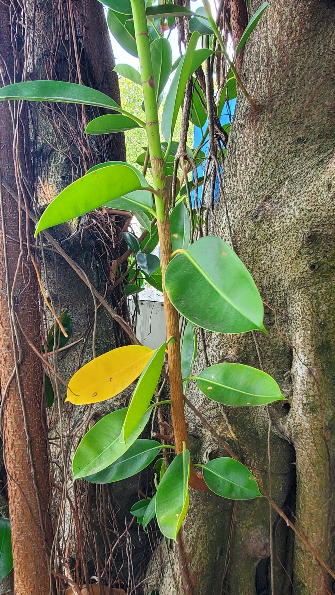 Ficus benghalensis L.
