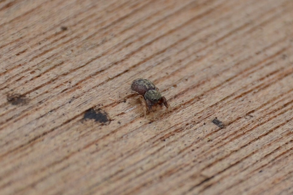 Ballus chalybeius (Walckenaer, 1802)