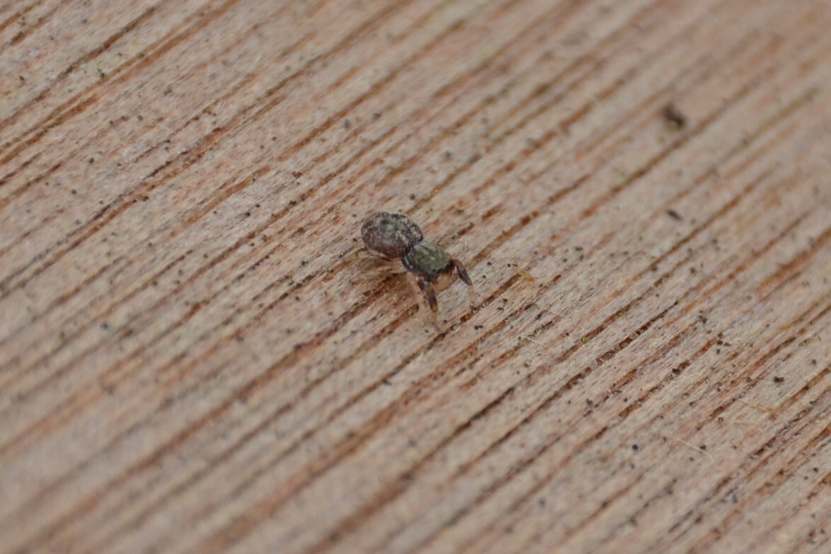 Ballus chalybeius (Walckenaer, 1802)