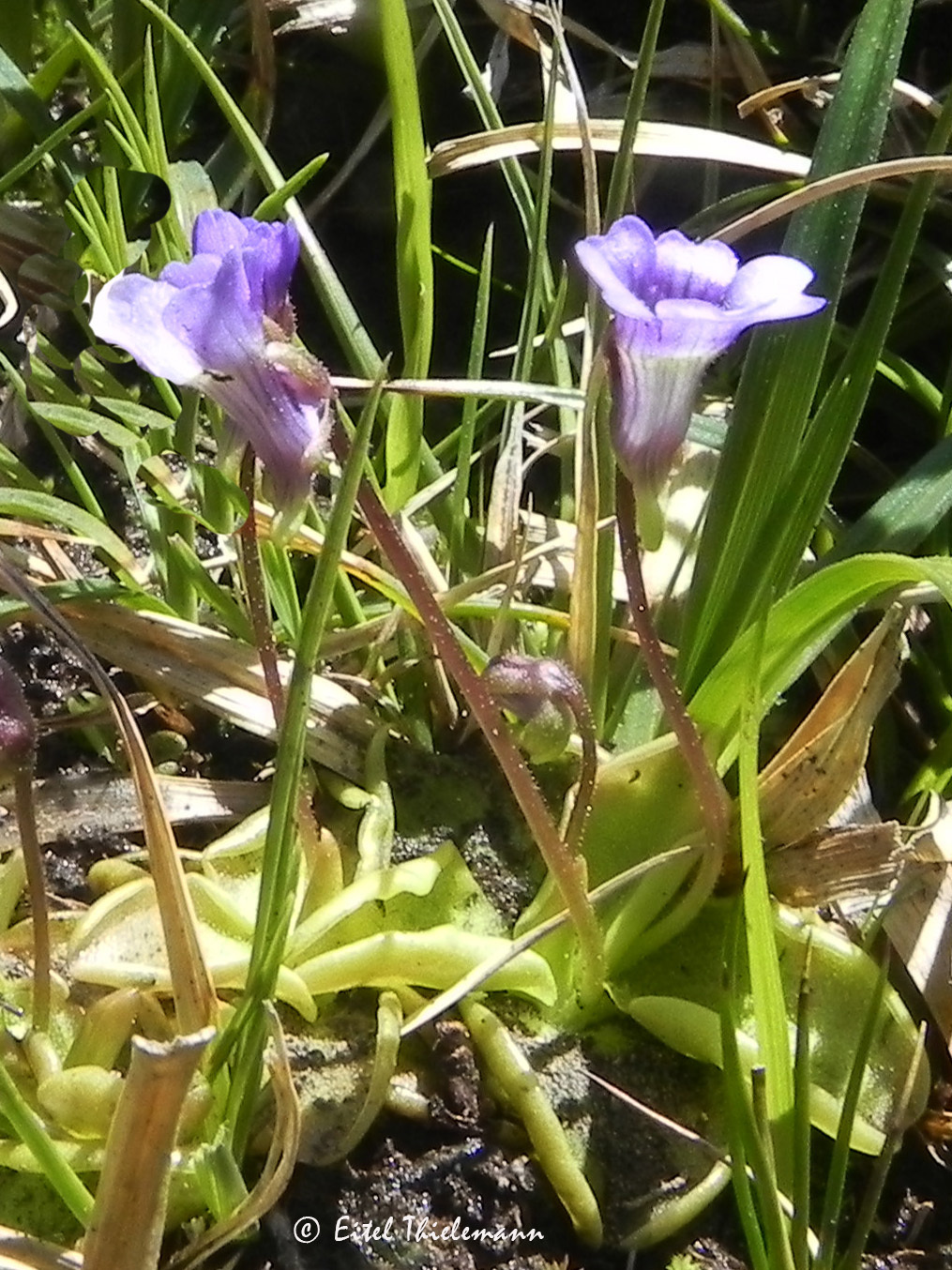Pinguicula australandina Gluch