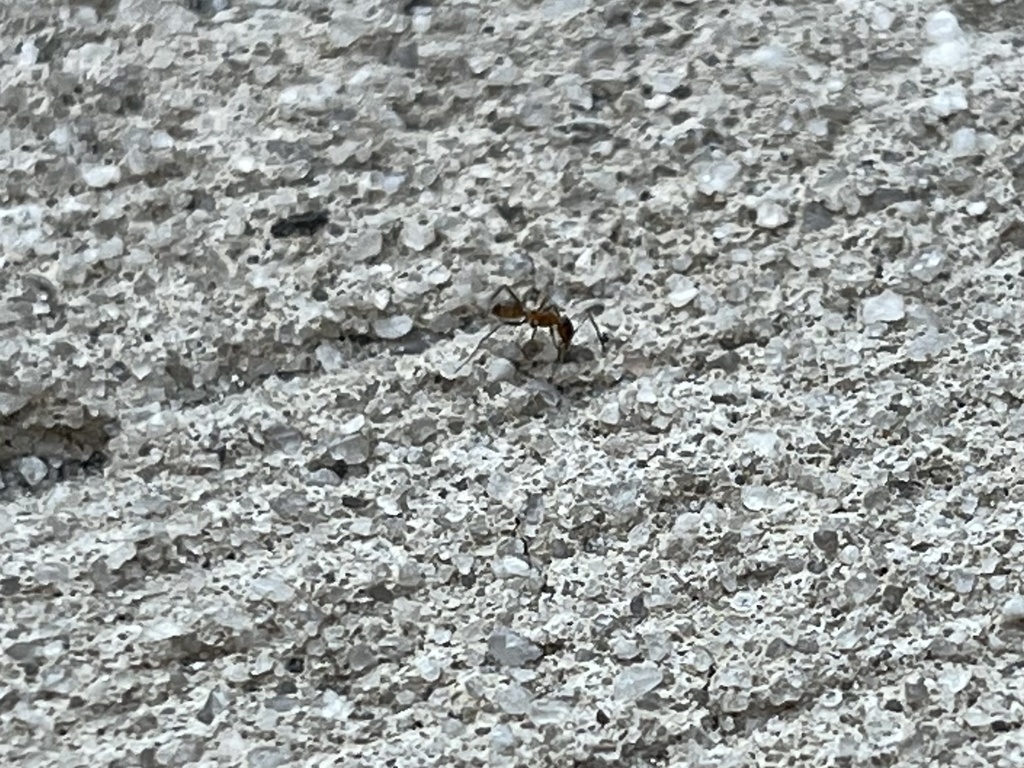 Buren's Pyramid Ant from University of South Florida, Tampa, FL, US on ...