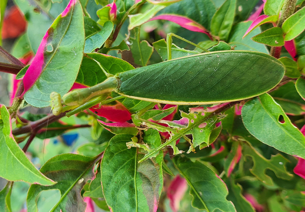 Heliomantis from Naga, North sikkim, sikkim,India on August 21, 2022 at ...