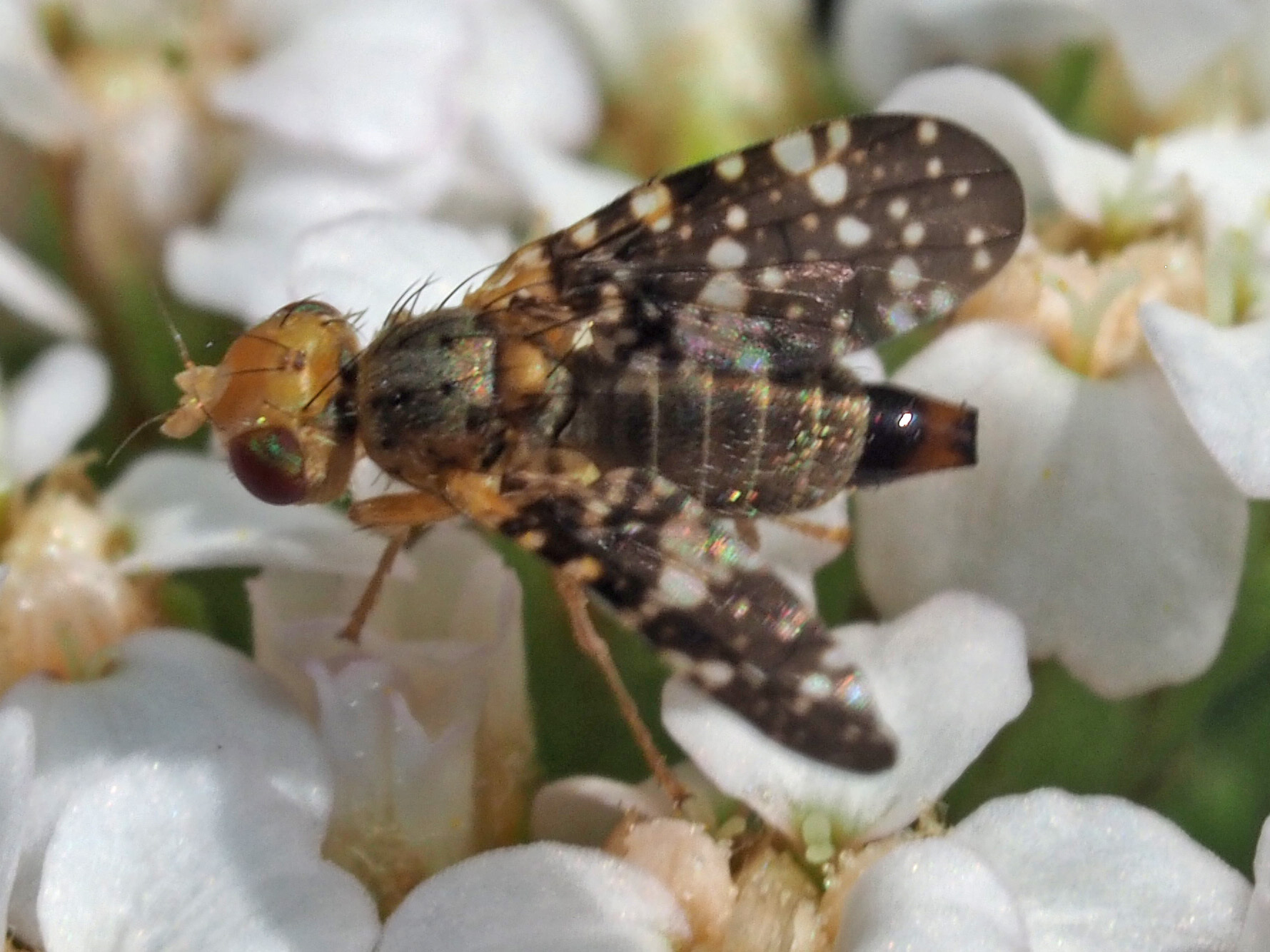 Oxyna flavipennis (Loew, 1844)